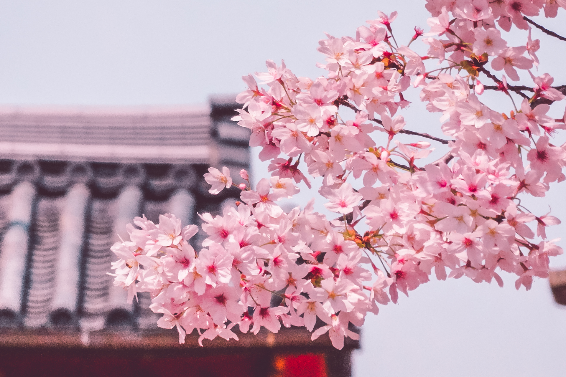 Hanami, la célébration de l’éphémère - Art de Vivre - Japan Glossy