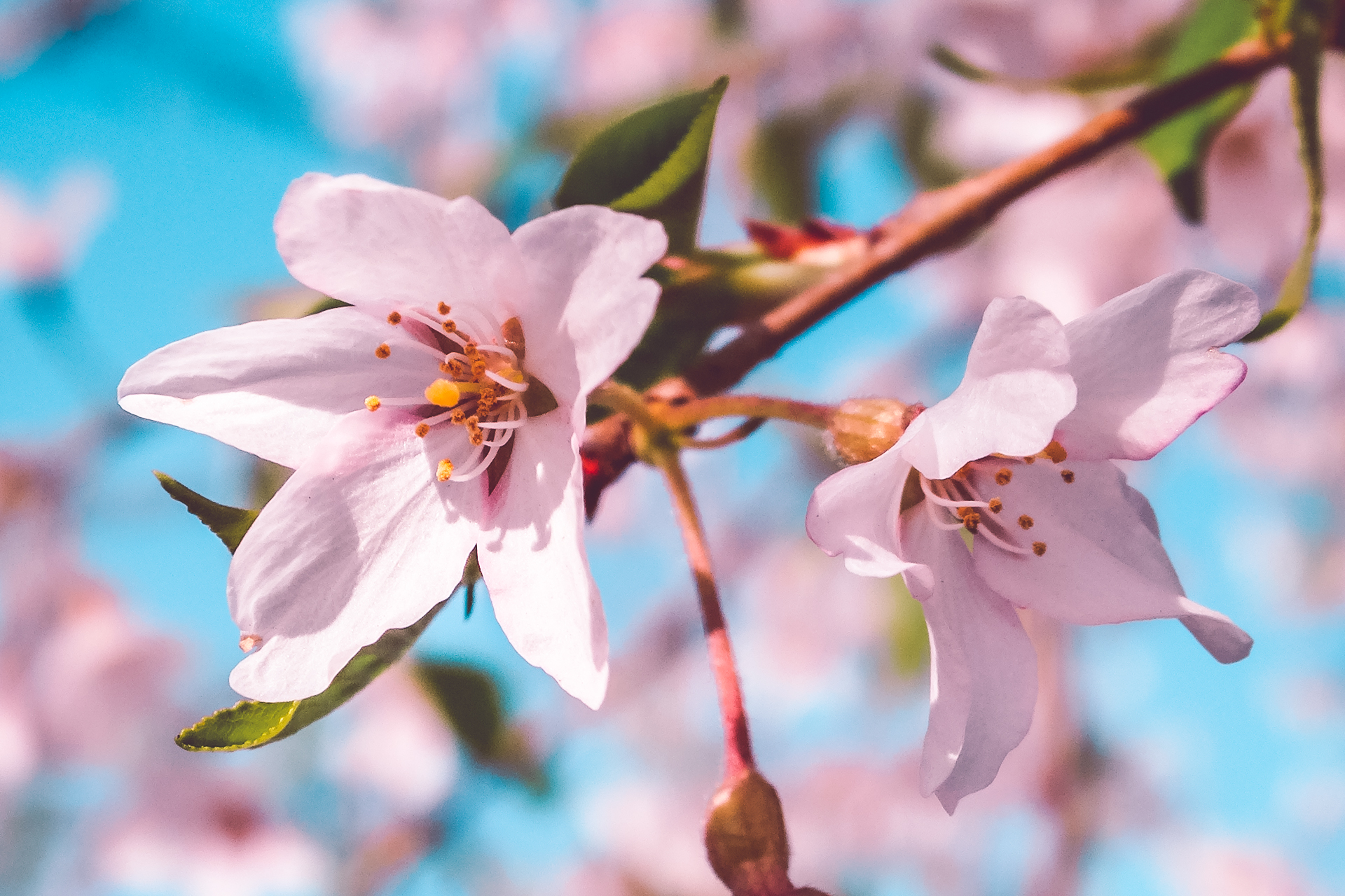 Hanami, la célébration de l’éphémère - Art de Vivre - Japan Glossy